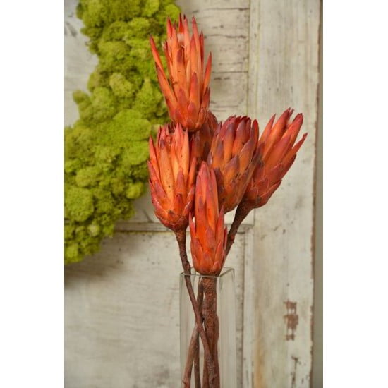Red Protea Repens Natural - 20 Bunches for Centerpieces and Bouquets ...