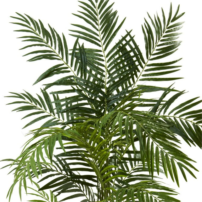 Areca Tree