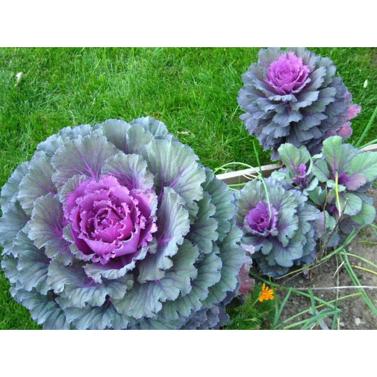 Purple Cabbage Plant