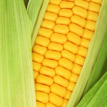 Honey Select Hybrid Triplesweet Corn Garden Seeds - 1 Lb - Non-GMO ...