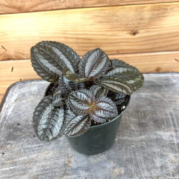 Pilea Friendship Plant