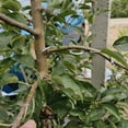 Zeiwohndc 15Pieces Heavy Duty Fruit Tree Supports 3 Sizes Garden Branch ...