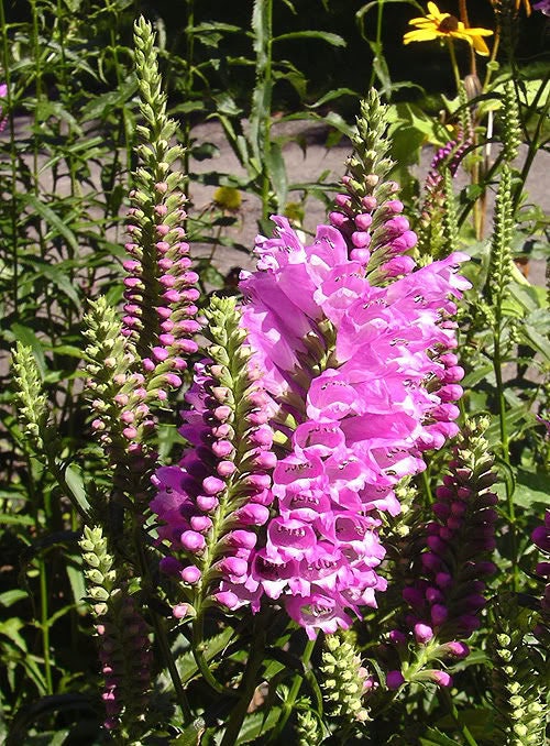 50 PINK Showy OBEDIENT PLANT (False Dragon Head) Physostegia Virginiana ...