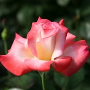 Own-Root One Gallon Handel Climbing Rose by Heirloom Roses - Walmart.com