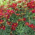 Coreopsis 'Red Satin' - Live Starter Plant - Walmart.com
