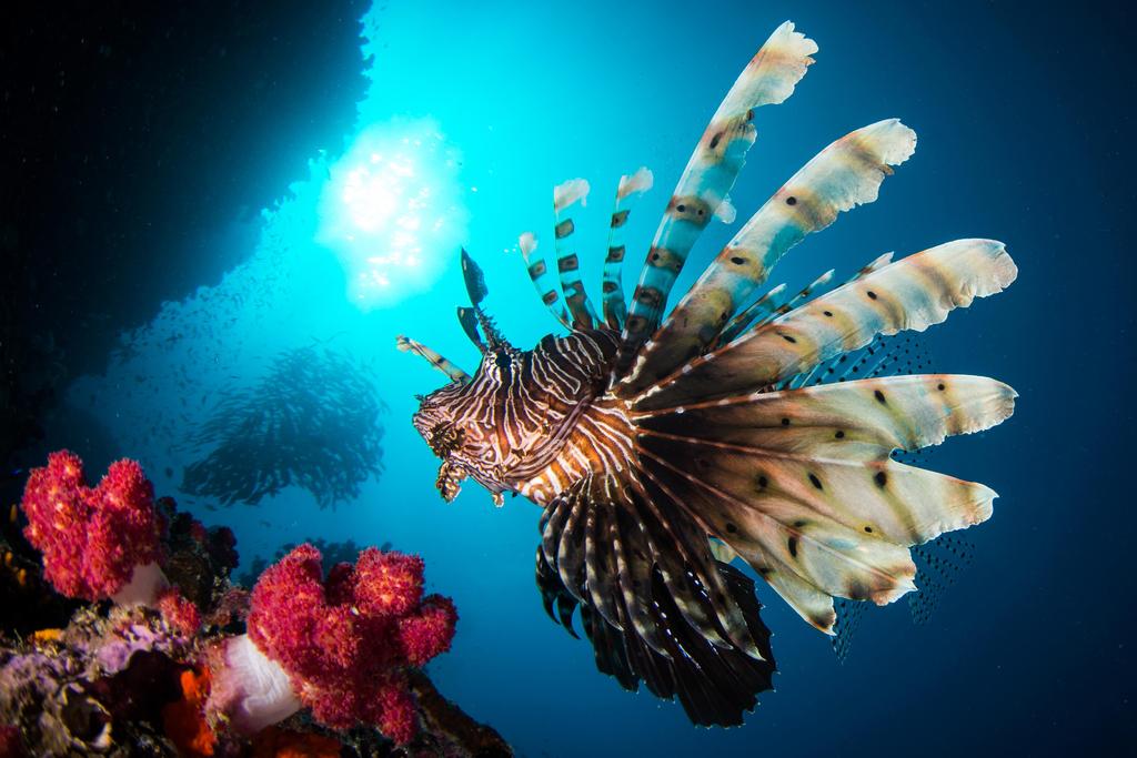 Red Lionfish Swimming in a Reef Photograph Cool Fish Poster Aquatic ...