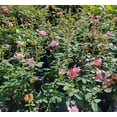 Pink Double Knock Out® Rose - Live Plant | 1 Quart | Full Sun | Repeat ...