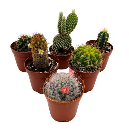 Barrel Cactus Assortment, 4 inch Set of 3, Easter Lily, Lemon Barrel ...
