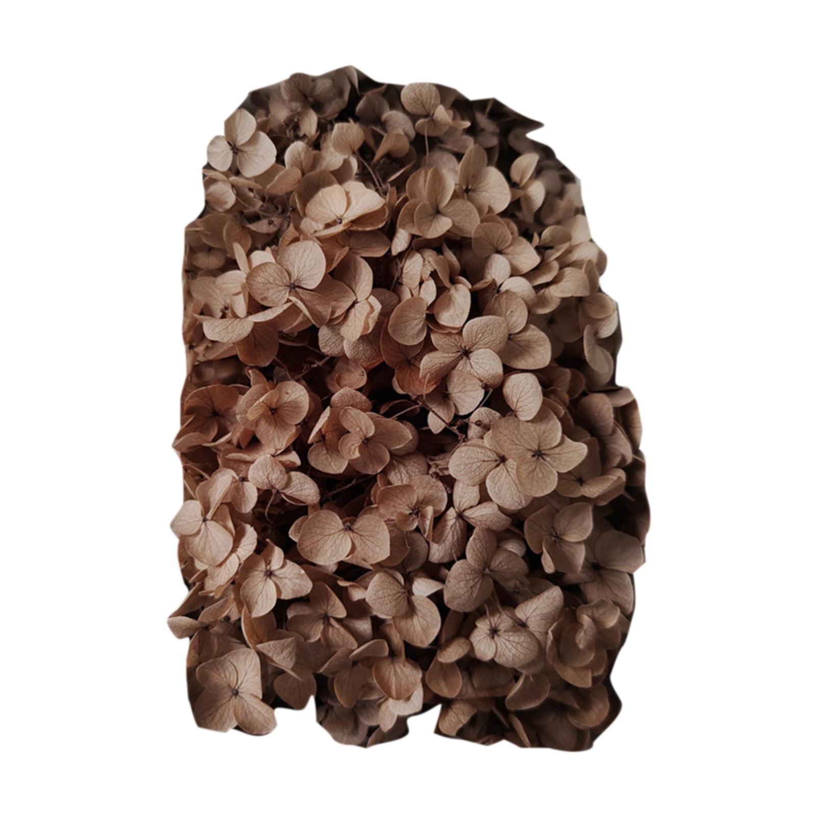 Waroomhouse 20g/Box Dried Flowers No Watering Decorative Fresh-keeping ...