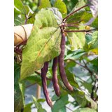 100 Seeds RED RIPPER COWPEA Cow Pea Southern Pea Vigna Unguiculata ...