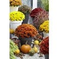 Expert Gardener 3.0QT Orange Mum Live Plant in Grower Pot - Walmart.com