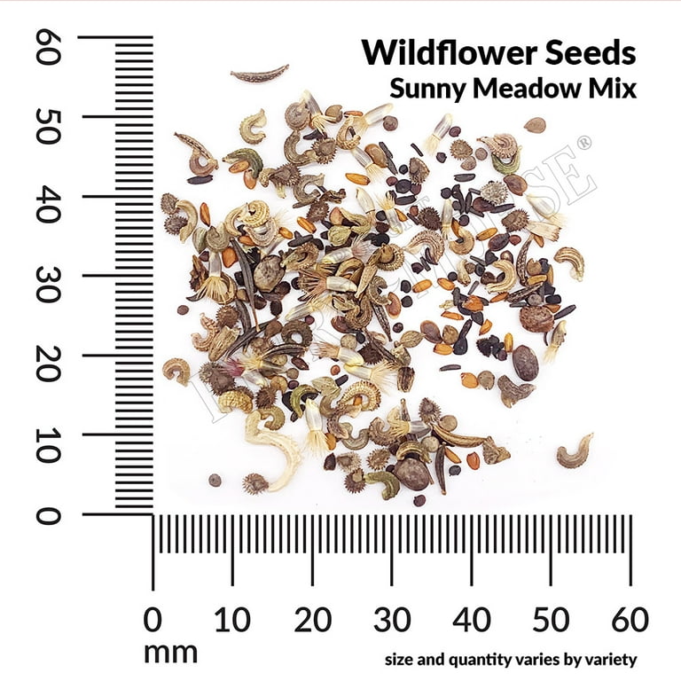 Flower Seed Identification Chart | Best Flower Site
