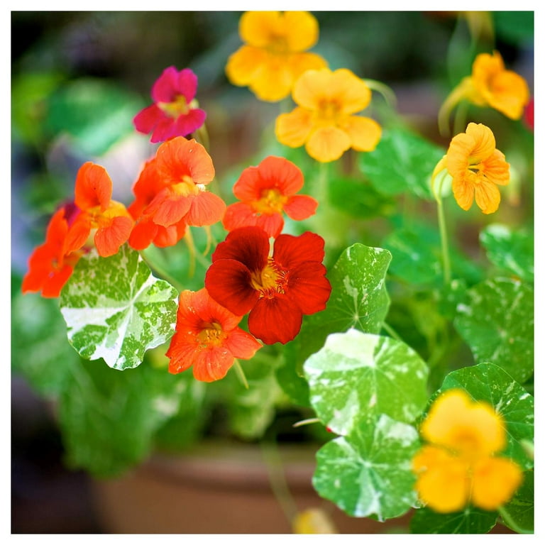 Flower Seed Packets Walmart