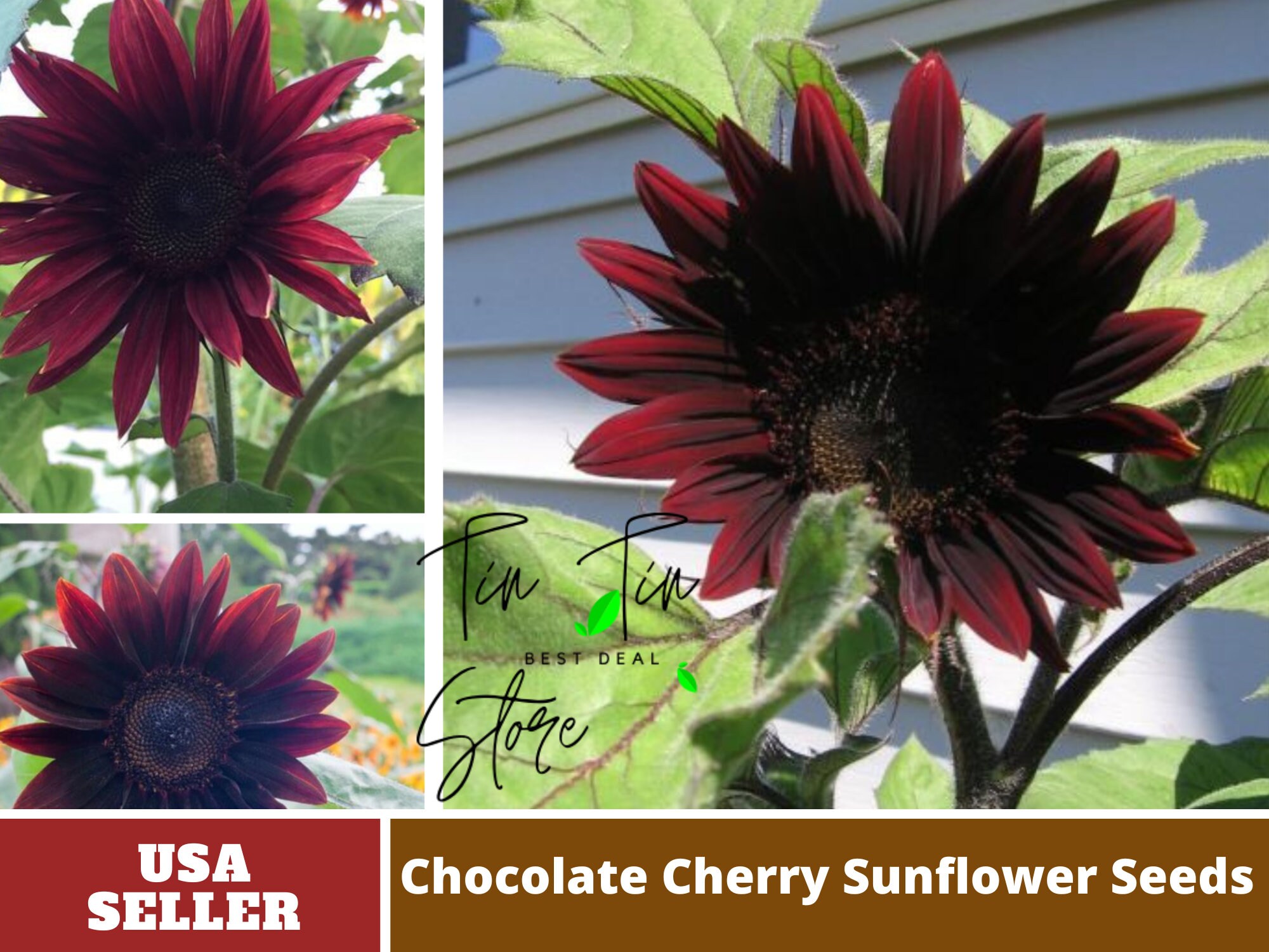 25+ Seeds-Chocolate Sunflower Seed#E019-Authentic Seeds-Flowers-Seeds ...