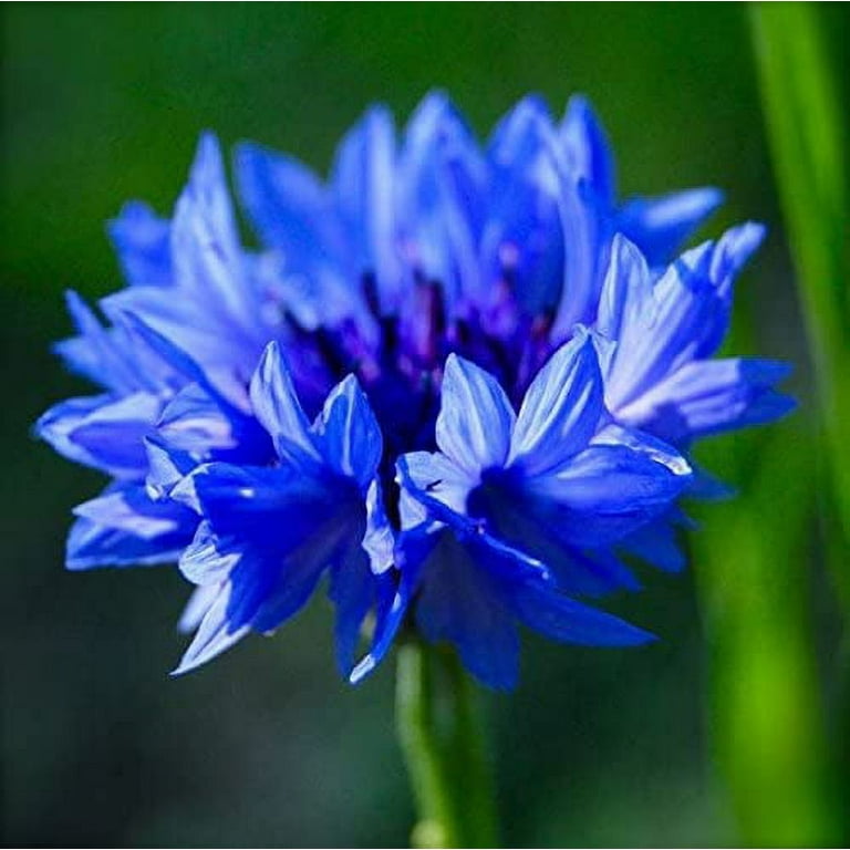 Blue Cornflower