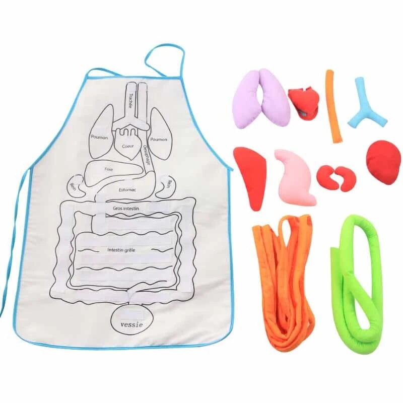 Organ Teaching Apron Anatomy Apron Human Body Educational Insights Home ...