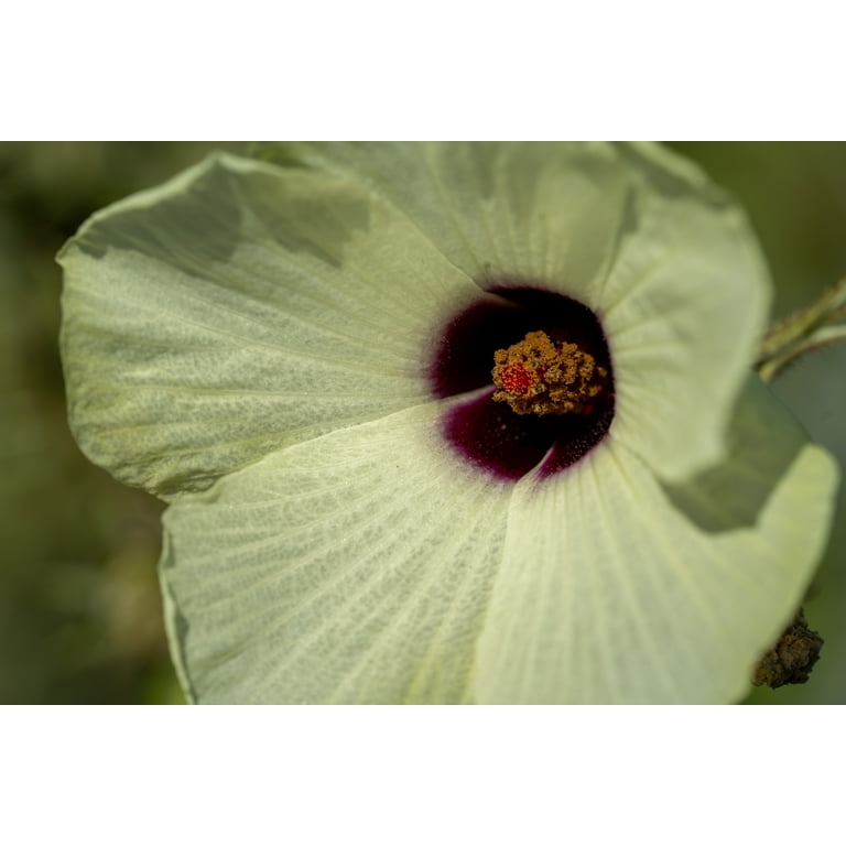 Plant Good Seed Kenaf Seeds Hibiscus Cannabinus, Green, 43% OFF