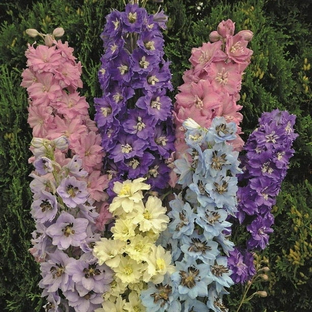 Larkspur Giant Imperial Mix White Flowers, Purple Flowers, Pink Flowers ...