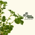 PLANT NOOK Batface Cuphea (Cuphea llavea) Live Plant Starter Plug 2 ...