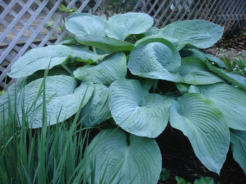 10 HOSTA ELEGANS Shade Lover Flower Seeds - Walmart.com