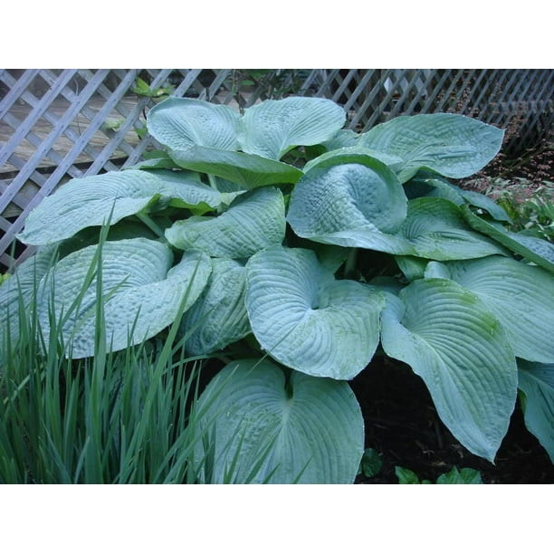 10 HOSTA ELEGANS Shade Lover Flower Seeds - Walmart.com
