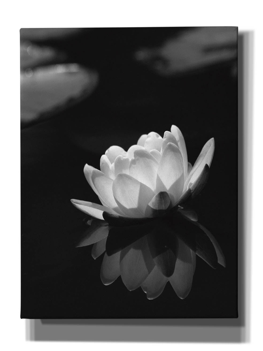 Epic Graffiti 'Water Lily BW' by Istvan Nagy, Canvas Wall Art, 12"x16 ...