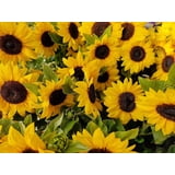 25 Dwarf SUNSPOT SUNFLOWER Helianthus Annuus Flower Seeds - Walmart.com
