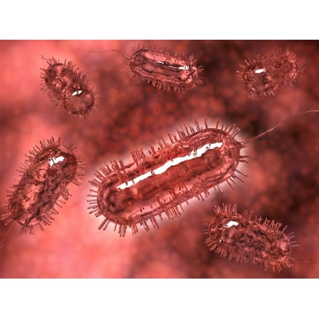 Group of Escherichia coli bacteria cells, commonly known as E. Coli. E ...