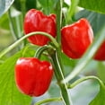 Red Bell Pepper Live Plants, 4-6" Tall Sweet Pepper Plants in 4 Inch ...