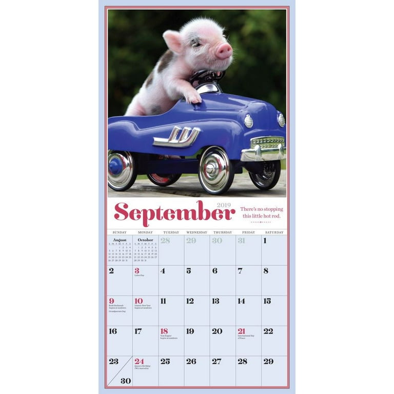 Full Grown Pennywell Miniature Pigs