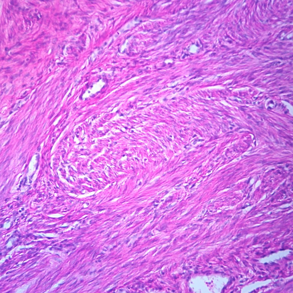 Human Muscle Cell Microscope