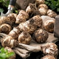 Bold Tropical Elephant ear Bulbs Elephant ear Collection Ornamental ...