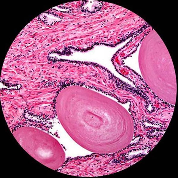 Compound Light Microscope Specimen