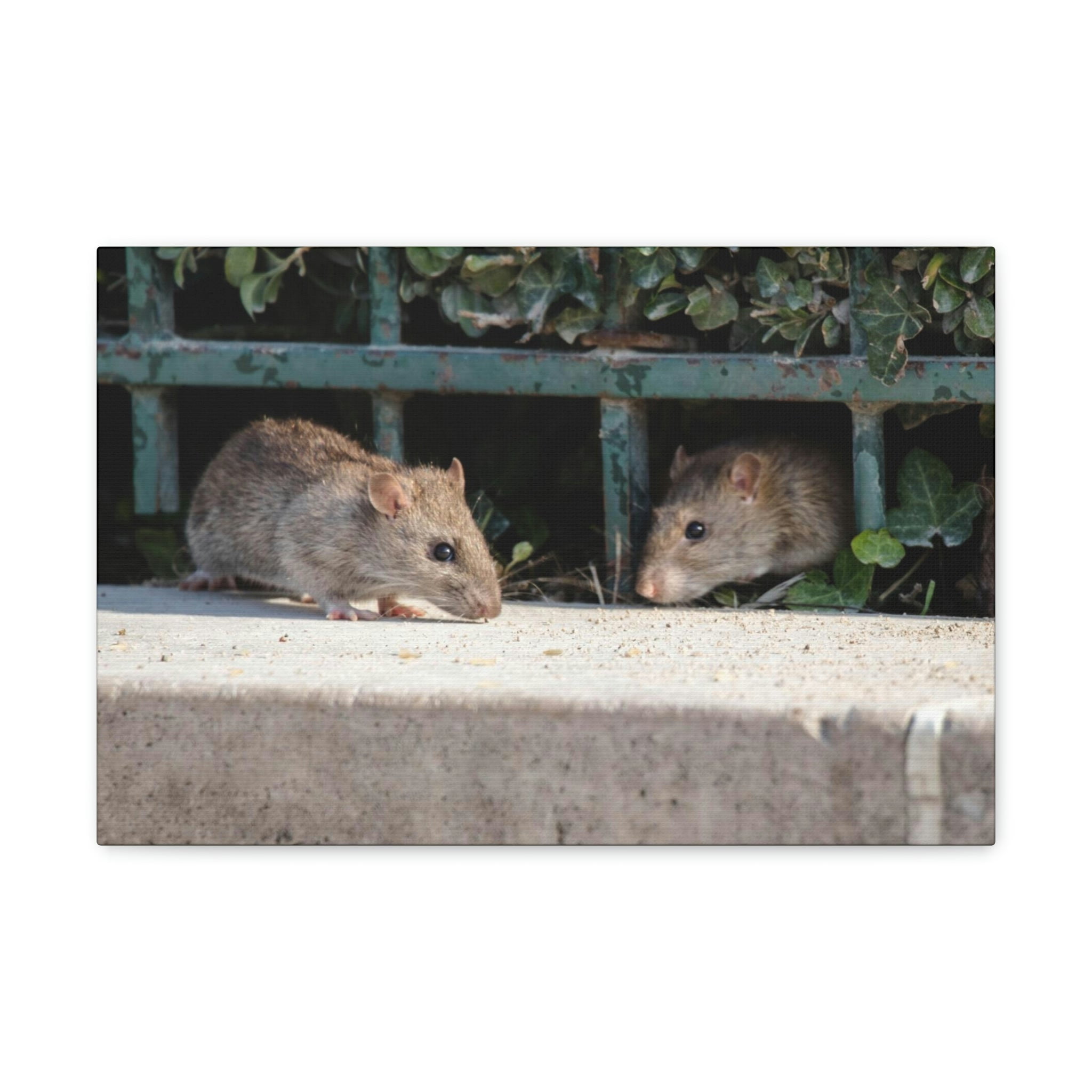 Rat Couple Rat Couple Print Animal Wall Art Wildlife Canvas Prints Wall ...