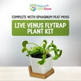 Venus Fly trap Live Plant in White Ceramic Pot with Venus Fly Trap Food ...