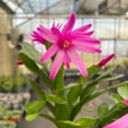 Live Easter Spring Cactus Plant - 4" Decorative Biodegradable Pot ...