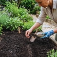 2000 Red Creeping Thyme Seeds for Planting, Heirloom Thymus Serpyllum ...