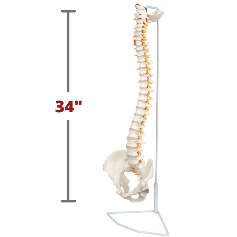 Spinal Cord Nerves Model