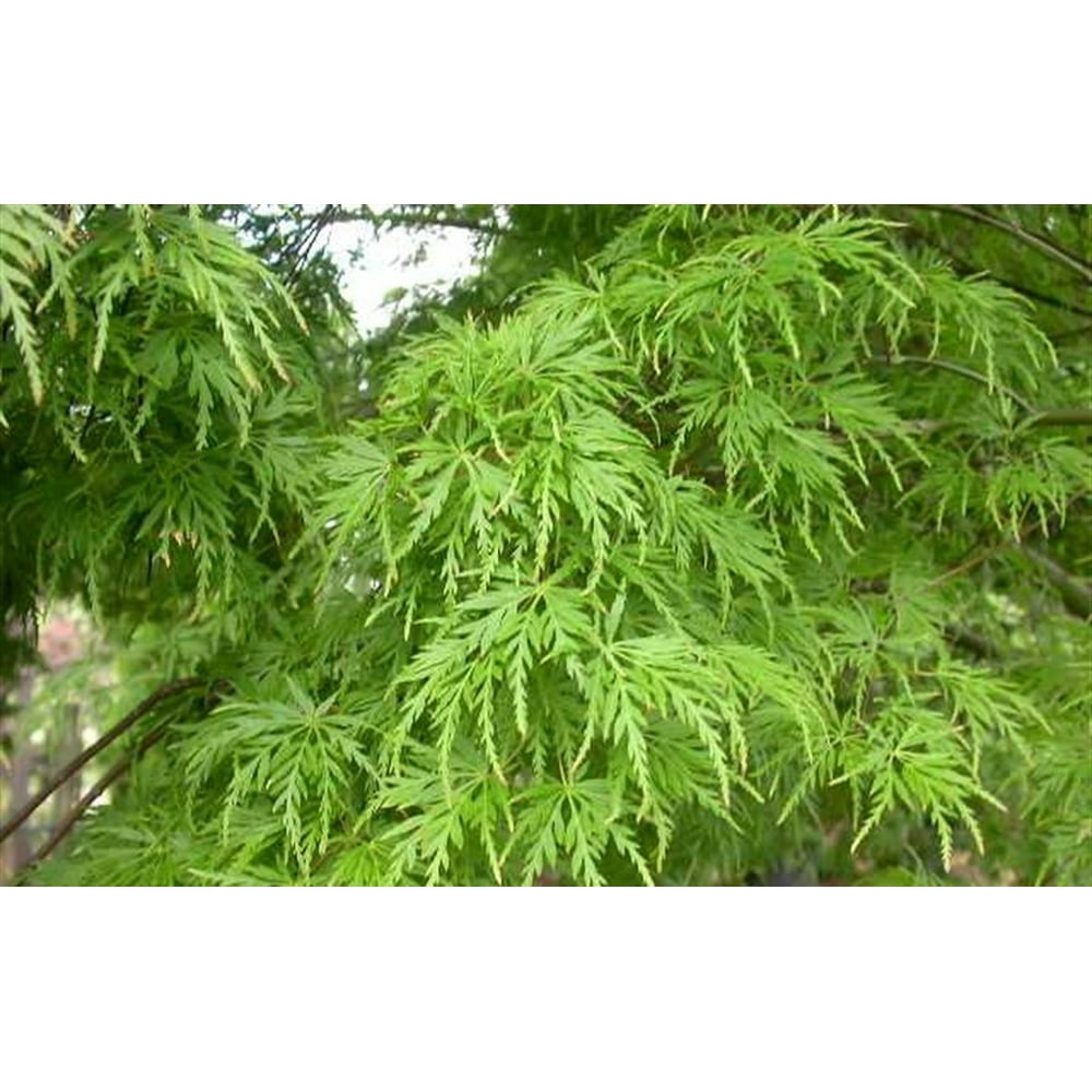 Seiryu Upright Laceleaf Japanese Maple Tree - 2-3 Year Graft - ( TG ...