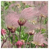 Everwilde Farms - 100 Prairie Smoke Native Wildflower Seeds - Gold ...