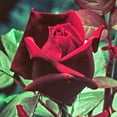 Oklahoma Dormant Bare Root Hybrid Tea Rose, Includes one dormant plant ...