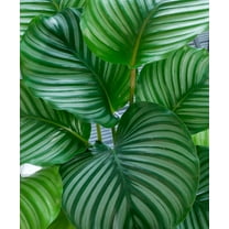 Orbit Peacock Plant - Calathea orbifolia - Easy House Plant - 4" Pot ...