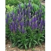 Seedville USA 50 Mixed Colors Veronica Sightseeing Mixture, Pink ...