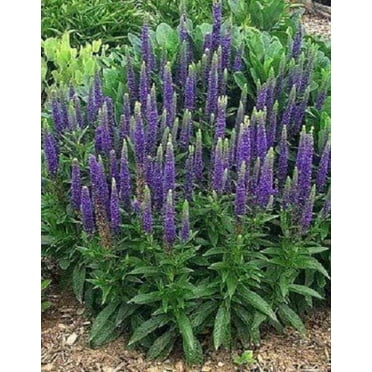 Seedville USA 50 Mixed Colors Veronica Sightseeing Mixture, Pink ...