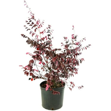 3 gal Loropetalum Purple Pixie Live Shrub with Pink Flowers - Walmart.com