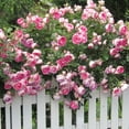 Heirloom Roses - Carefree Wonder™ Landscape Rose Bush, Live Plant ...