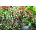 RedCrocus Geranium & Dracaena Combo - Bright Red Blooms, Variegated ...