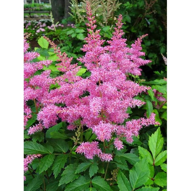 Rhythm and Blues Music™ Series Astilbe - Shade Perennial - False Spirea ...