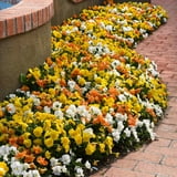 Pansy Panola XP Citrus Mix - Pansy Flower Seeds - 100 Seeds - Walmart.com
