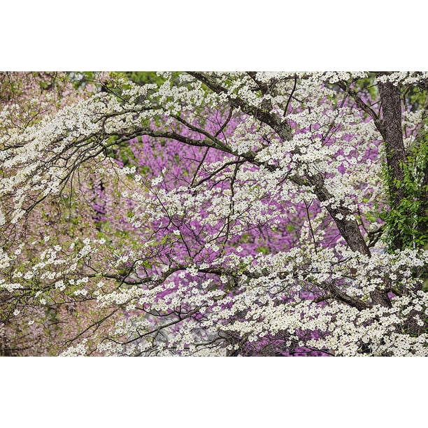 N Redbud Tree
